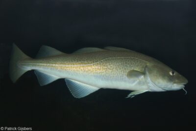 Cod | British Sea Fishing