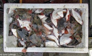 Flounder | British Sea Fishing