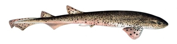 Bull Huss | British Sea Fishing