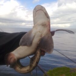 Dogfish | British Sea Fishing