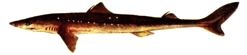 Spurdog | Britishseafishing.co.uk