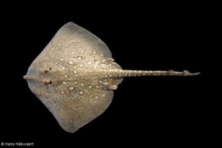 Thornback Ray | British Sea Fishing