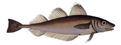 Whiting | British Sea Fishing