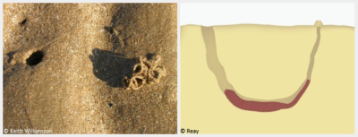 Blow Lugworm | British Sea Fishing