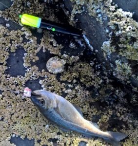 Float Fishing Methods | British Sea Fishing