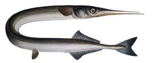 Garfish | British Sea Fishing