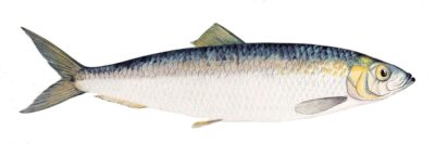 Herring | British Sea Fishing
