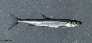 Smelt | British Sea Fishing