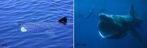 Basking Shark | British Sea Fishing