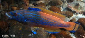 Wrasse Species | British Sea Fishing