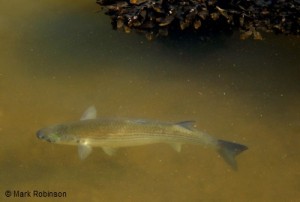 Mullet Species | British Sea Fishing