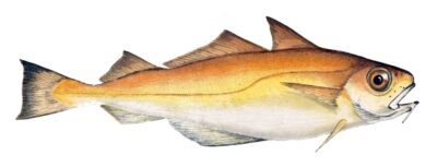 Poor Cod | British Sea Fishing