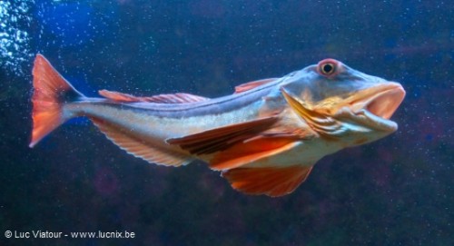 Gurnard Species | British Sea Fishing