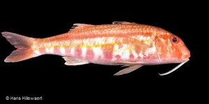 Red Mullet | British Sea Fishing