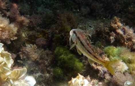 Red Mullet | British Sea Fishing