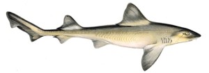 Smooth-hound | British Sea Fishing