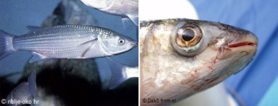 Mullet Species British Sea Fishing mullet-species-british-sea-fishing