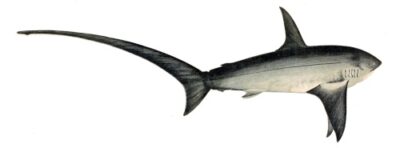Thresher Shark | British Sea Fishing