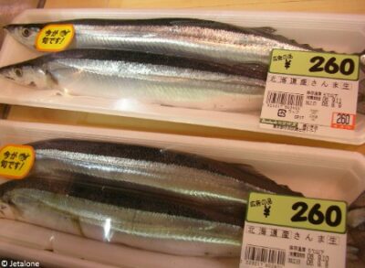Bluey (Pacific Saury) | British Sea Fishing