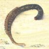 Black Lugworm | British Sea Fishing