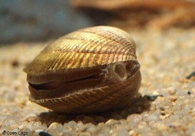 Cockles | British Sea Fishing