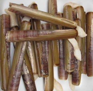 Razorfish | British Sea Fishing