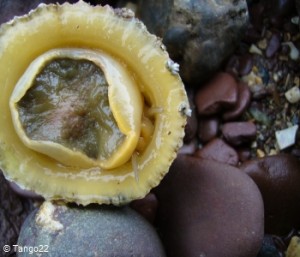 Limpets | British Sea Fishing