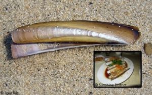 Razorfish | British Sea Fishing