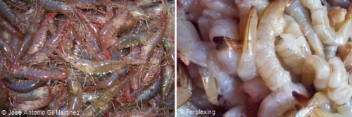 Prawns as Bait | British Sea Fishing