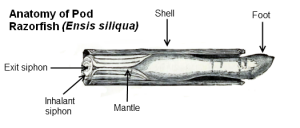 Razorfish | British Sea Fishing