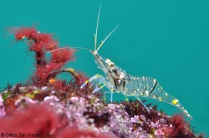 Common Prawn | British Sea Fishing
