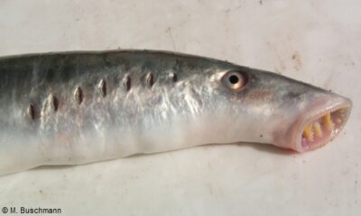 Sea Lamprey | British Sea Fishing