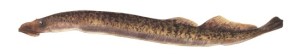 Sea Lamprey | British Sea Fishing