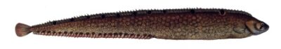 Butterfish | British Sea Fishing