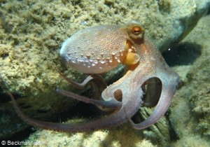 Common Octopus | British Sea Fishing