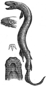 Frilled Shark | British Sea Fishing