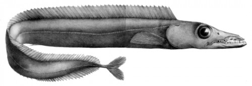 Black Scabbardfish | British Sea Fishing