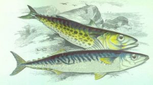 Atlantic Chub Mackerel | British Sea Fishing