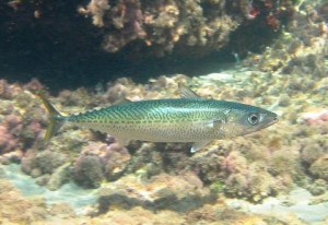 Atlantic Chub Mackerel | British Sea Fishing