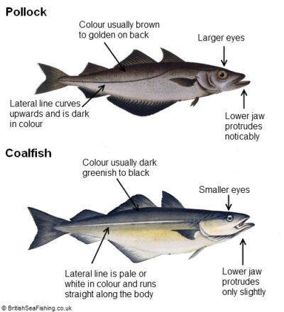 Pollock and Coalfish Identification Guide | British Sea Fishing