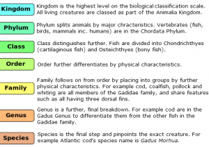 Scientific Classification of Fish | British Sea Fishing
