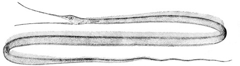 Slender Snipe Eel | Britishseafishing.co.uk