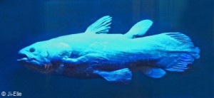 The Coelacanth - The Fish That Came Back from Extinction | British Sea ...