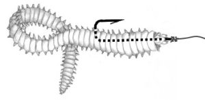 White Ragworm | British Sea Fishing