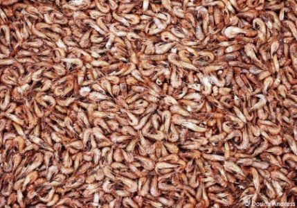 Brown Shrimp | British Sea Fishing