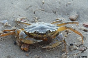 Common Shore Crab | British Sea Fishing