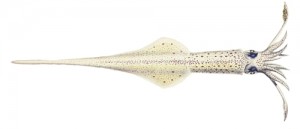 Common Squid | British Sea Fishing