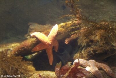 Common Starfish | British Sea Fishing