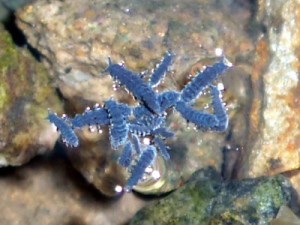 Springtail | British Sea Fishing