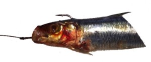 Pilchards as Bait | British Sea Fishing